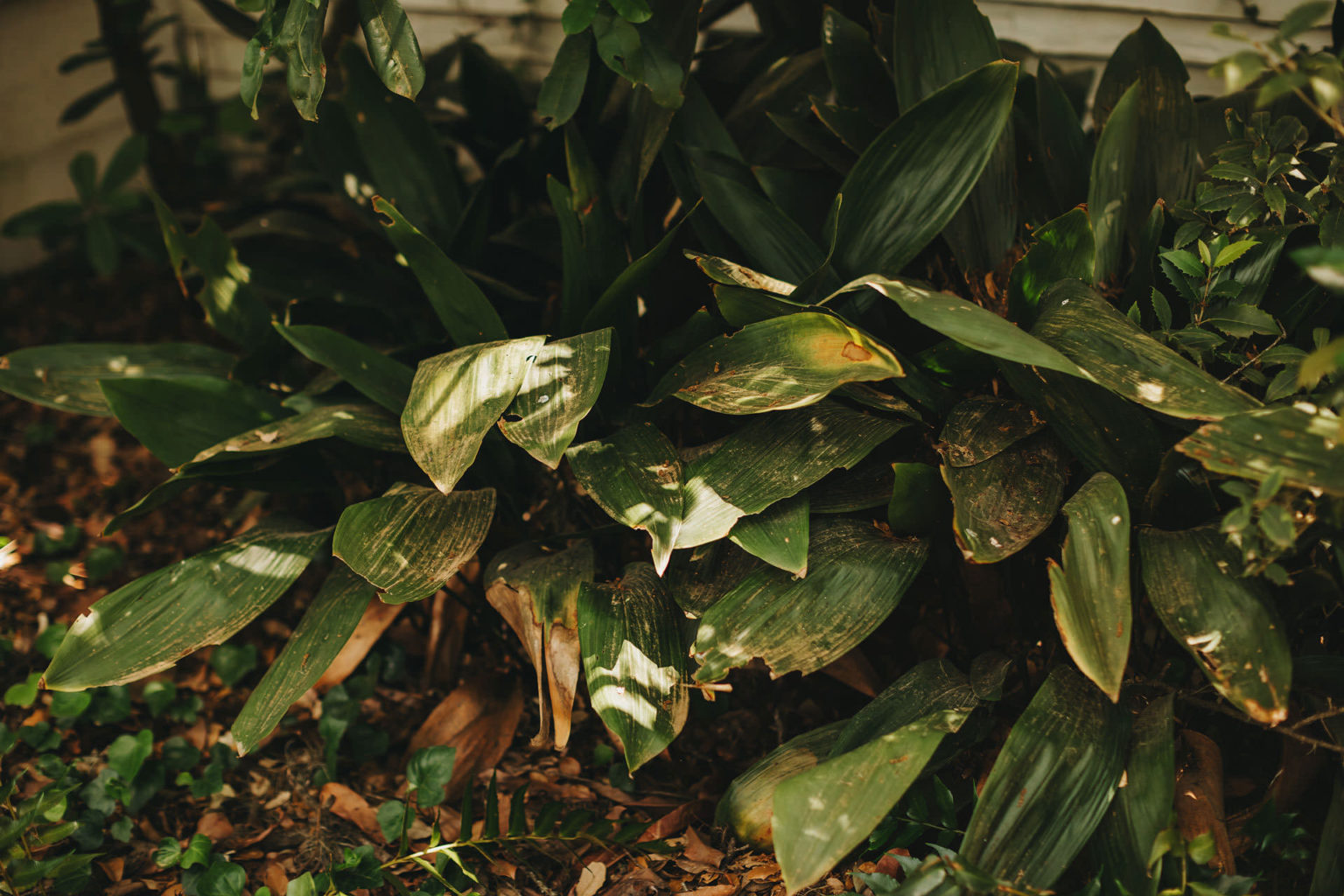 Heidi + Coy . Winfield Inn . Wedding - Austin Wedding Photographers